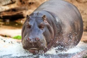 156 Hilarious Lizard Jokes That’ll Have You Hissing with Laughter ...